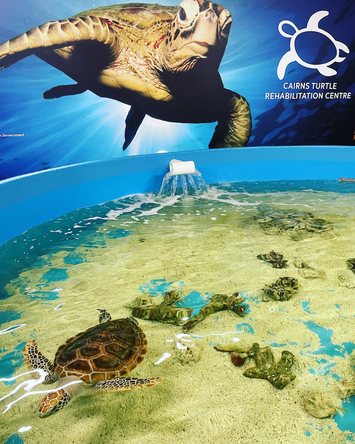 Cairns Aquarium Turtle Rescue Centre - Business Events Cairns & Great ...